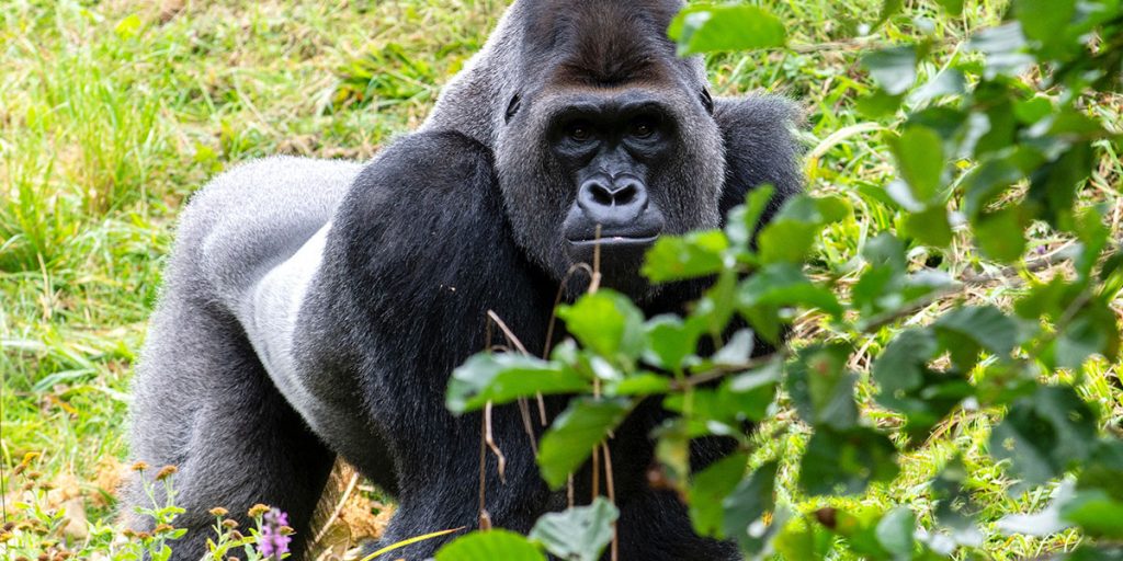 Are silverback gorillas found in Rwanda | Visit Volcanoes National Park