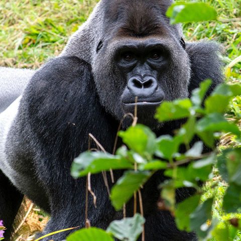 Gorilla Reproduction Cycle and parenting | Visit Volcanoes National Park